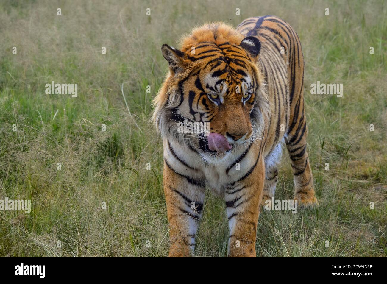 Portrait of a beautiful Bengal tiger in South African reserve Stock ...