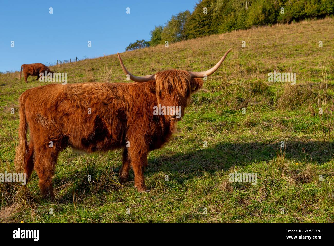 Milking cows scotland hi-res stock photography and images - Alamy
