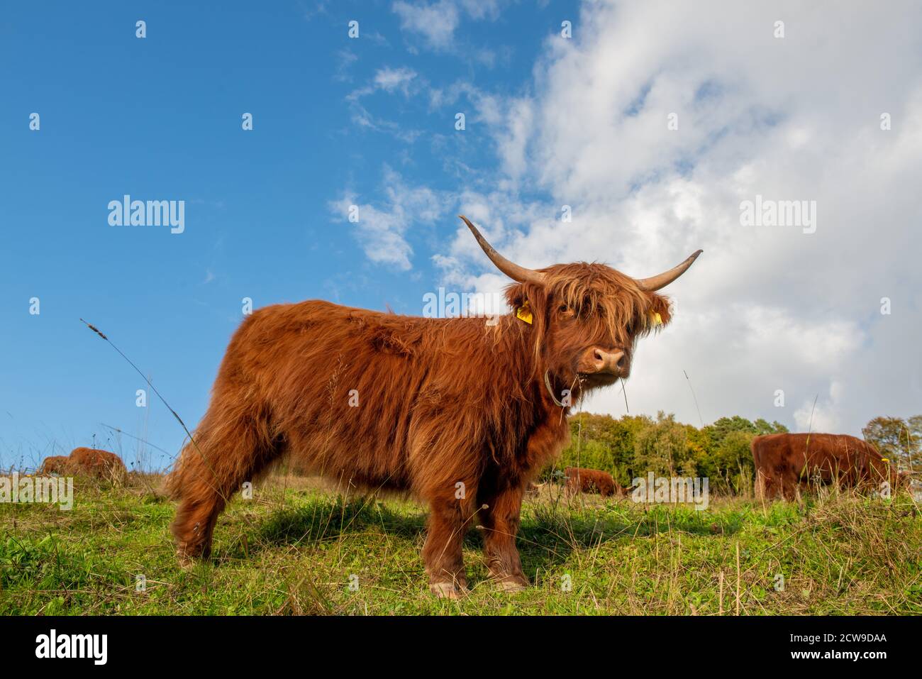 Scottish yak hi-res stock photography and images - Alamy