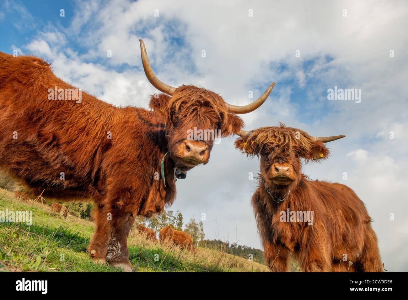 Milking cows scotland hi-res stock photography and images - Alamy
