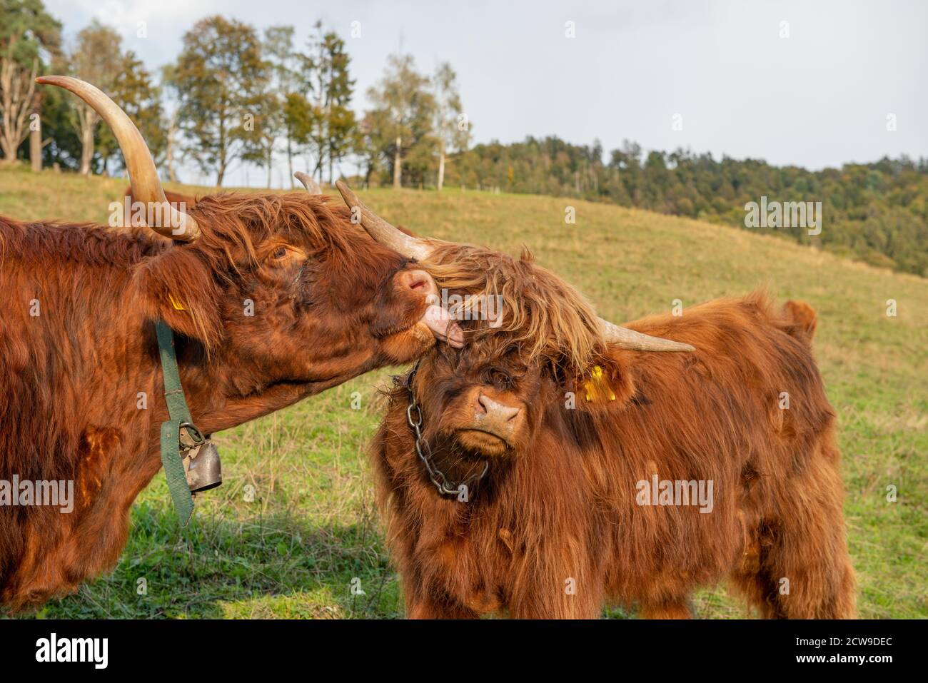 Scottish Highland cows grazing in the mountains Stock Photo - Alamy