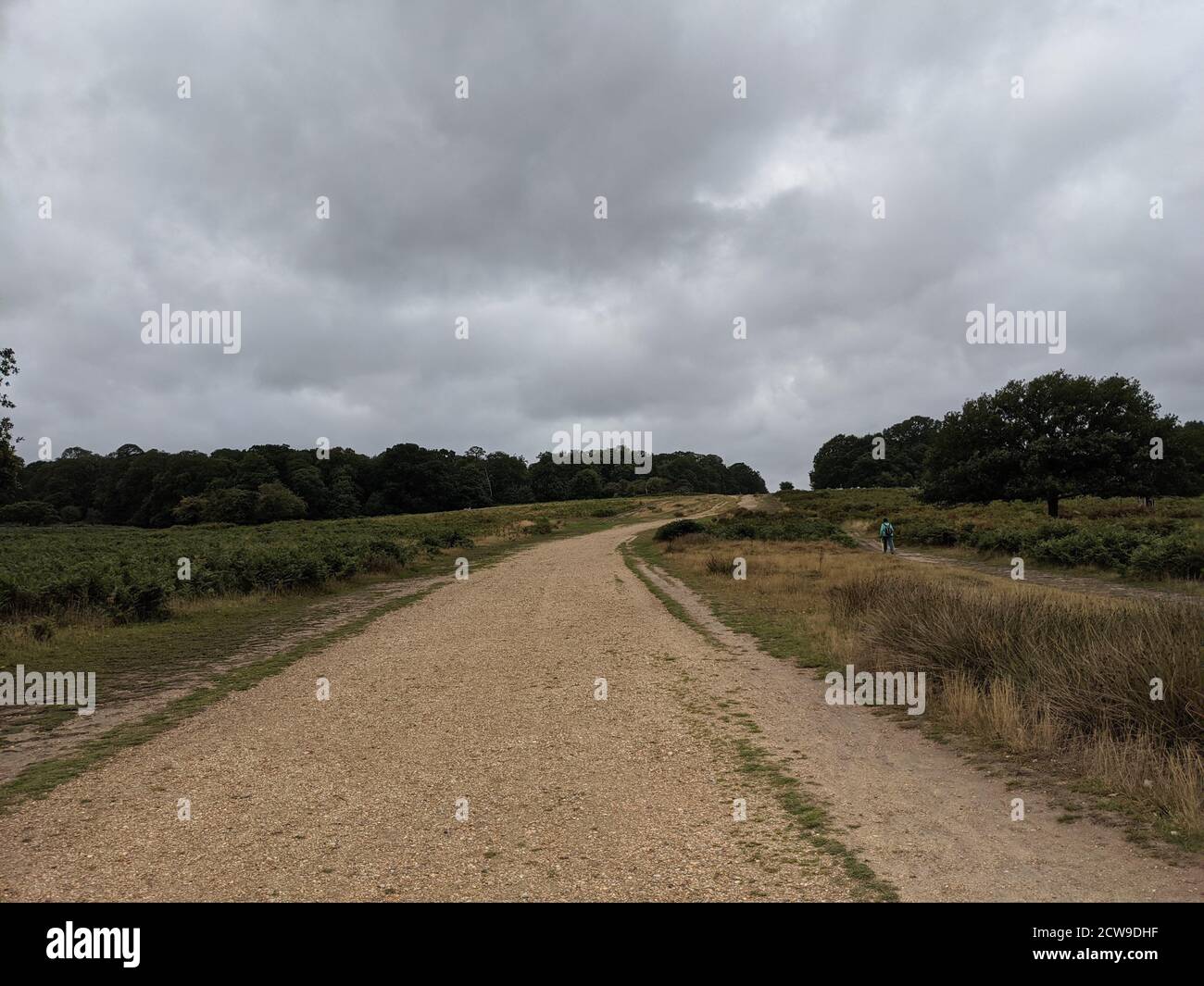 Long grassy pathway surrounded by trees and greens under the cloudy sky ...