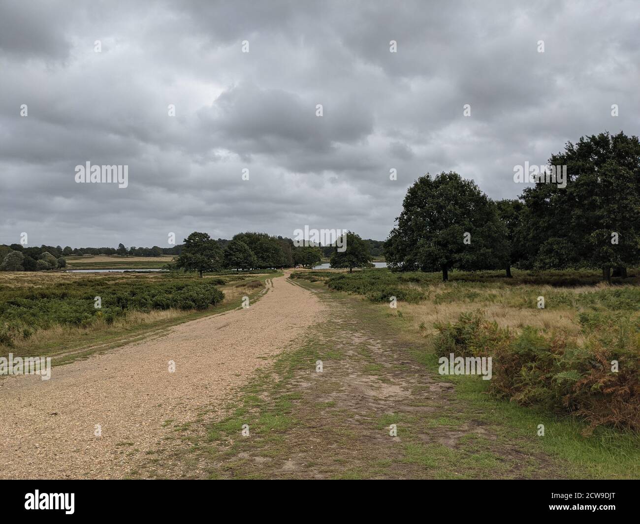 Long grassy pathway surrounded by trees and greens under the cloudy sky ...