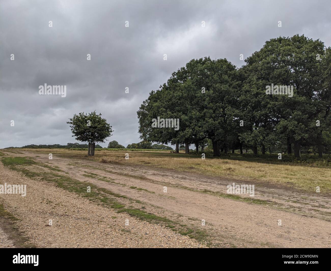 Long grassy pathway surrounded by trees and greens under the cloudy sky ...