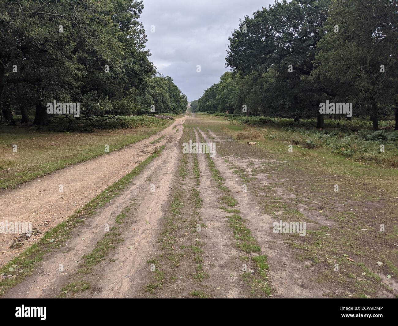 Long grassy pathway surrounded by trees and greens under the cloudy sky ...