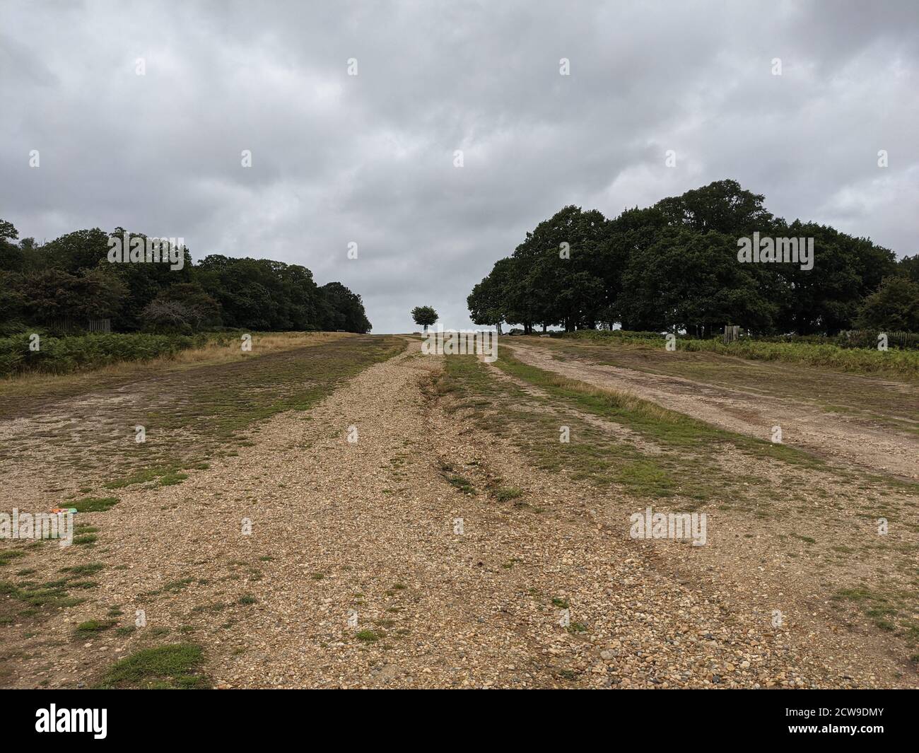 Long grassy pathway surrounded by trees and greens under the cloudy sky ...