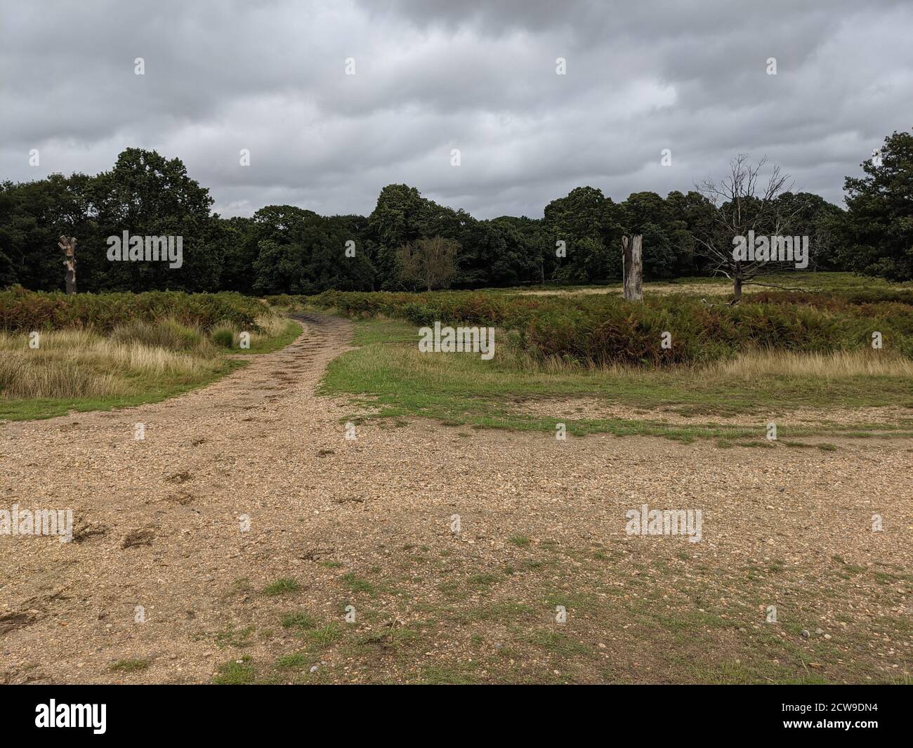 Long grassy pathway surrounded by trees and greens under the cloudy sky ...