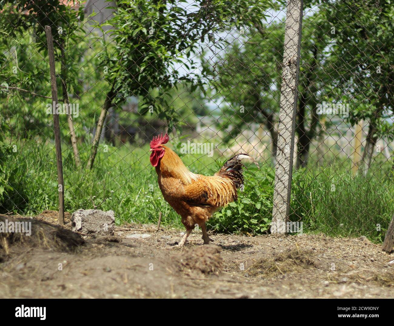 A rooster in a chicken coop Stock Photo - Alamy