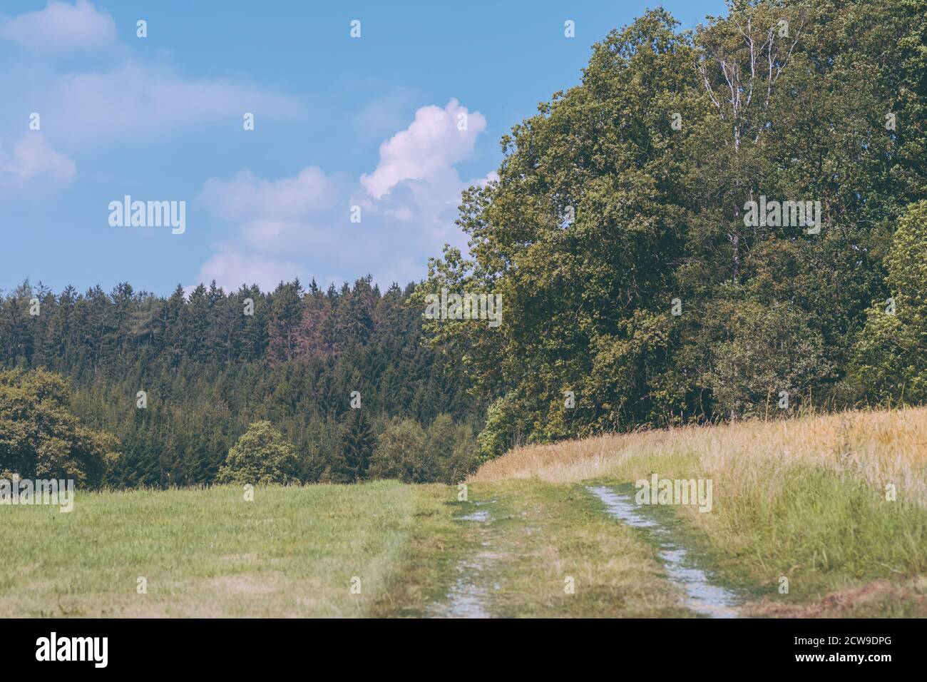 Wet trail leading into a green forest Stock Photo - Alamy