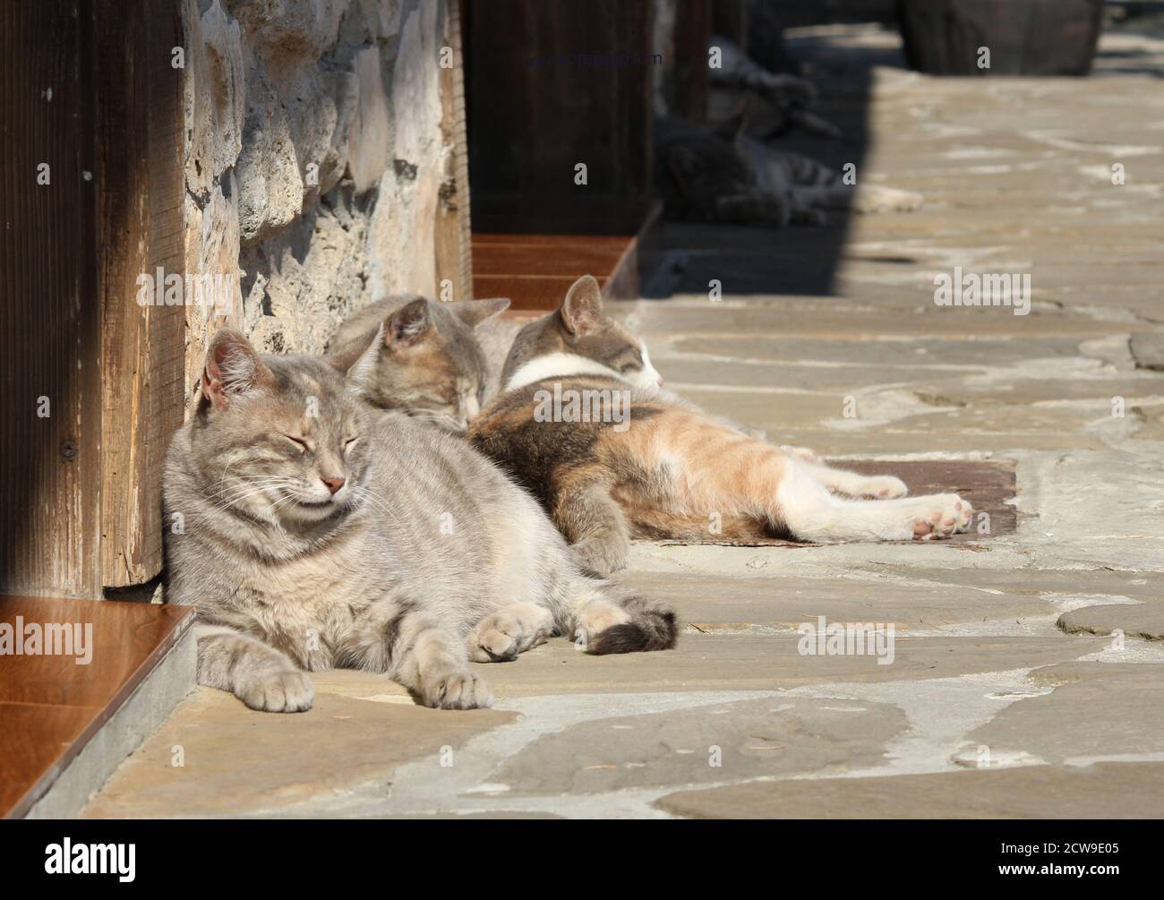 Cats dozing in the sun Stock Photo - Alamy