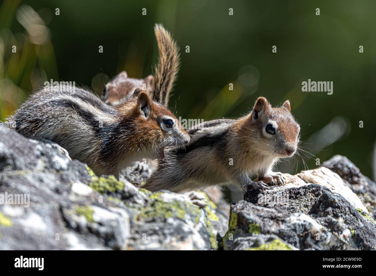 Golden mantle ground squirrel hi-res stock photography and images - Alamy