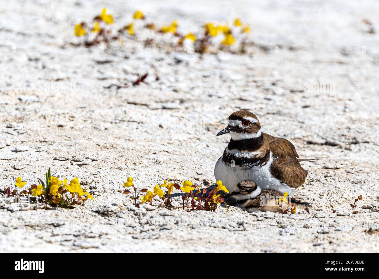 Baby killdeer hi-res stock photography and images - Alamy