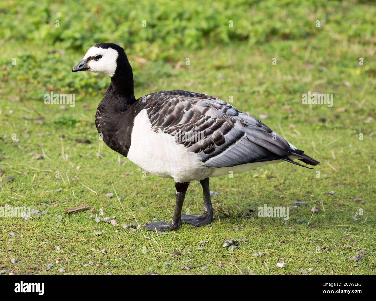 Scandinavian fauna hi-res stock photography and images - Alamy