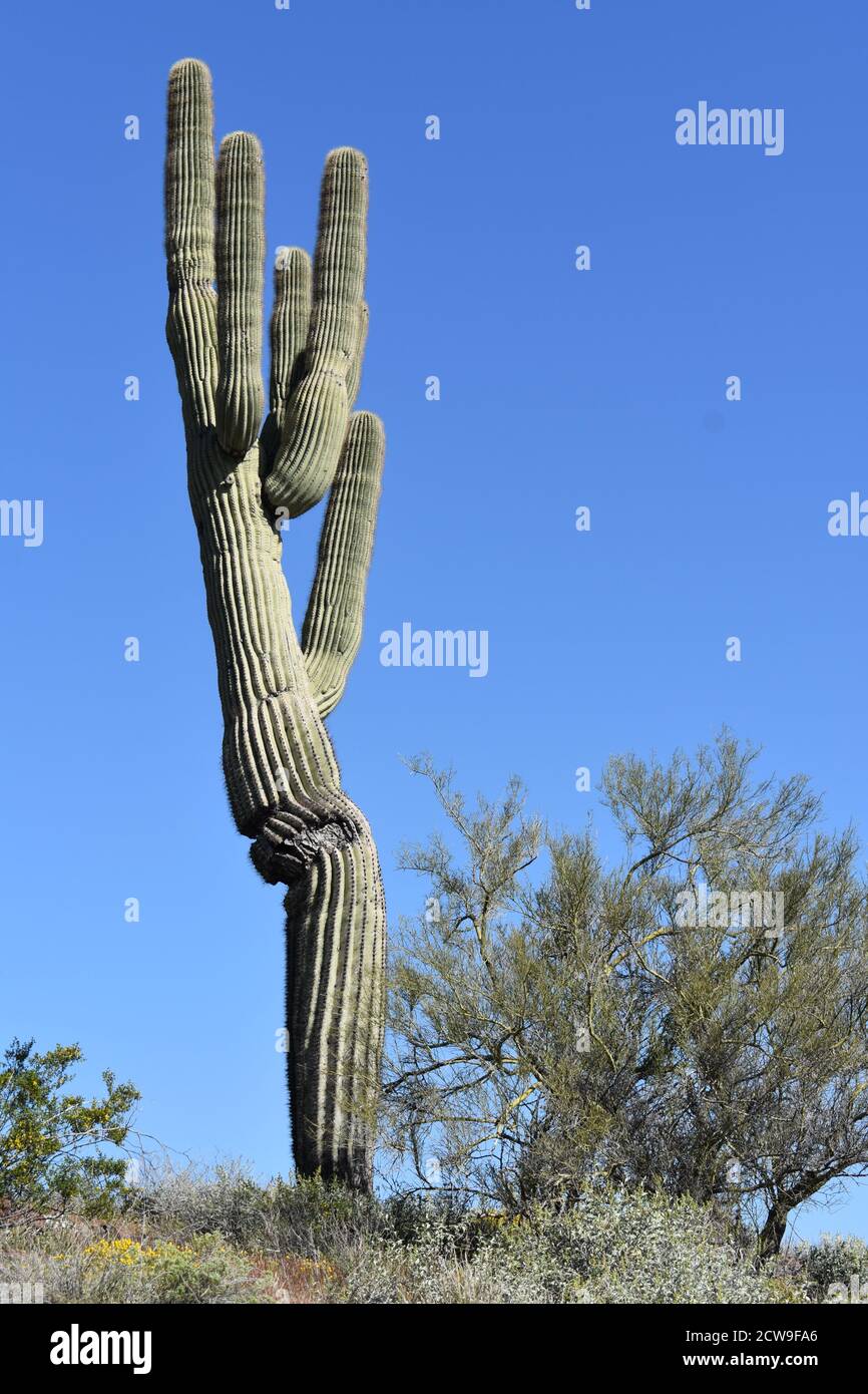 Giant sharp cactus in the park under the blue sky Stock Photo - Alamy
