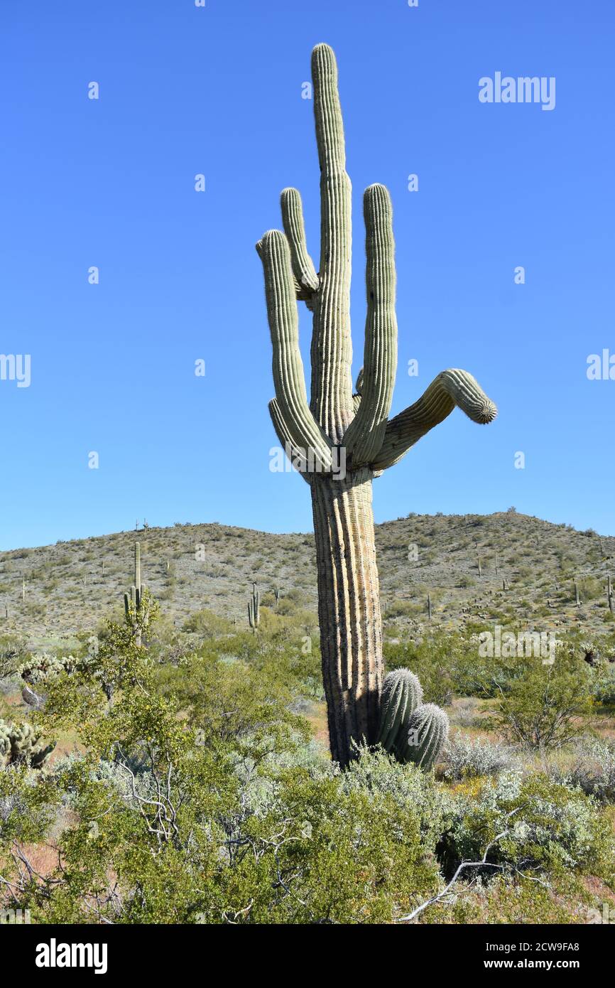 Giant prickly sharp cactus in the park under the blue sky Stock Photo ...