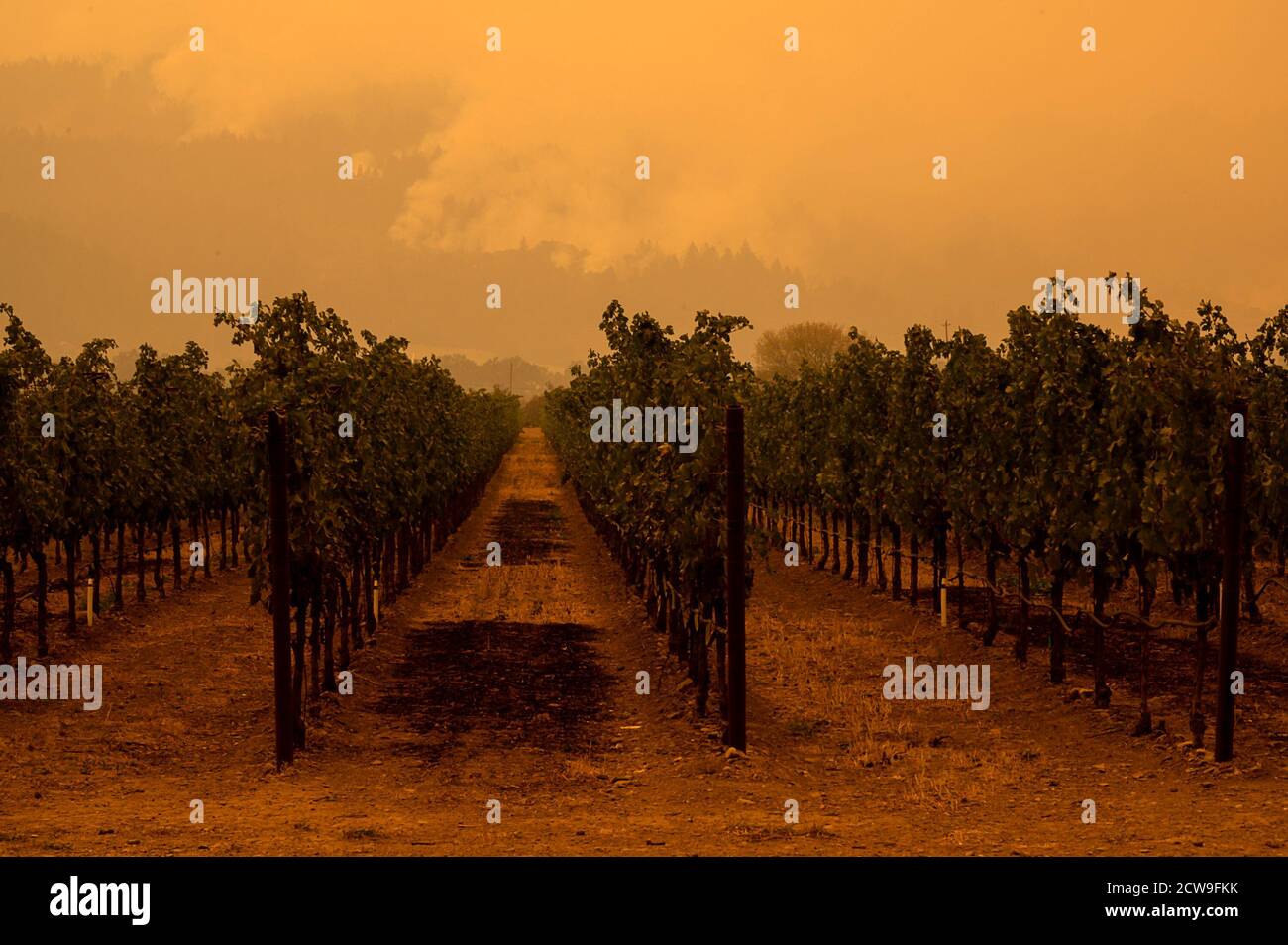 Napa vineyard fire hi-res stock photography and images - Alamy