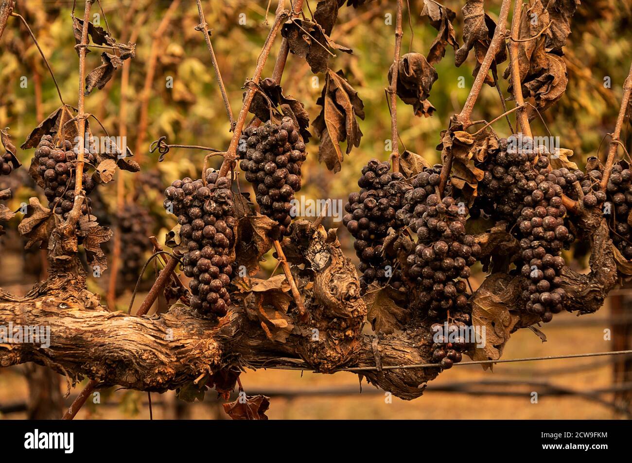 Scorched grapes hi-res stock photography and images - Alamy