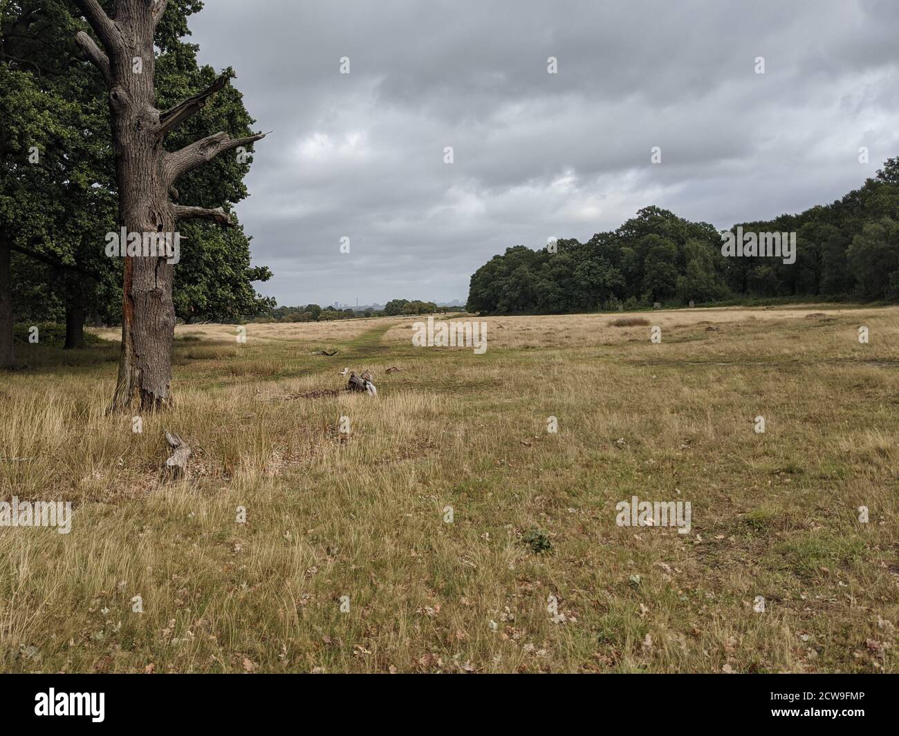 Long grassy landscape surrounded by trees under the cloudy sky Stock ...