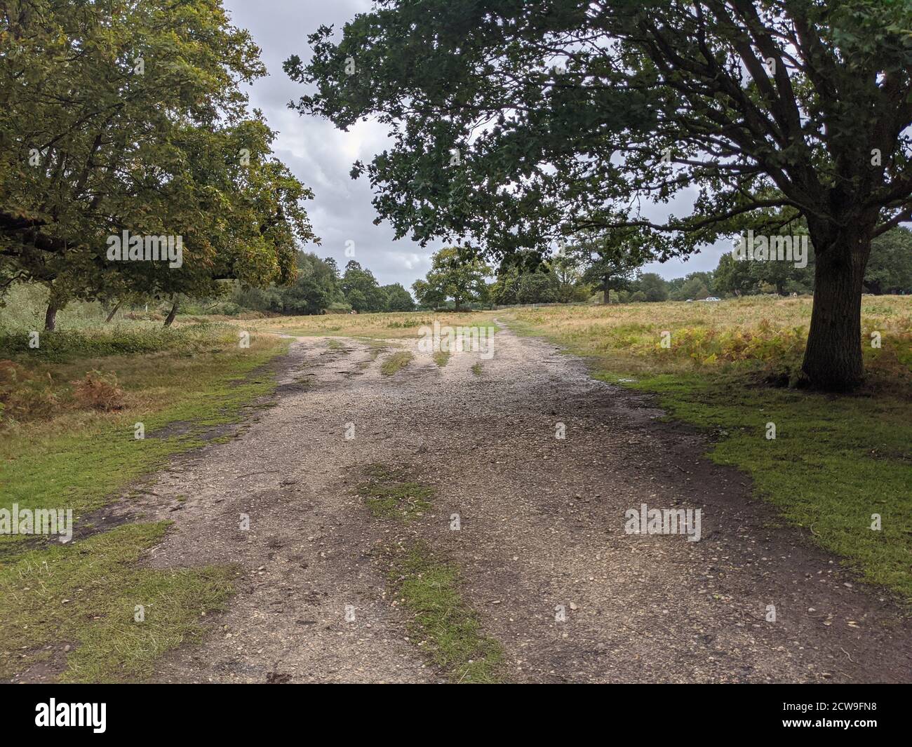 Long grassy pathway surrounded by trees and greens under the cloudy sky ...