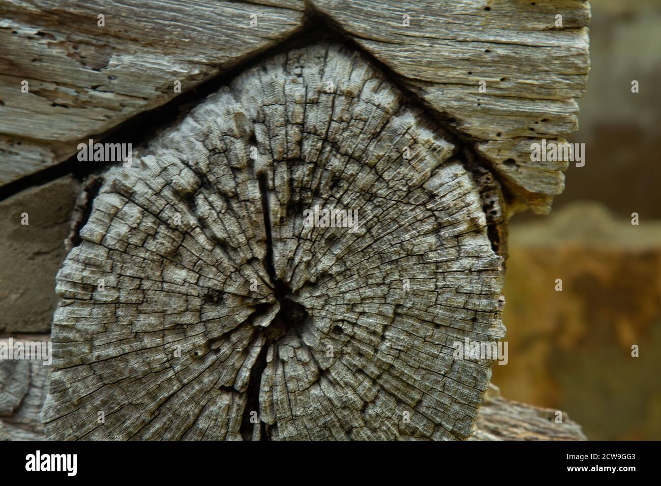 End of beam in log cabin-wood texture Stock Photo - Alamy
