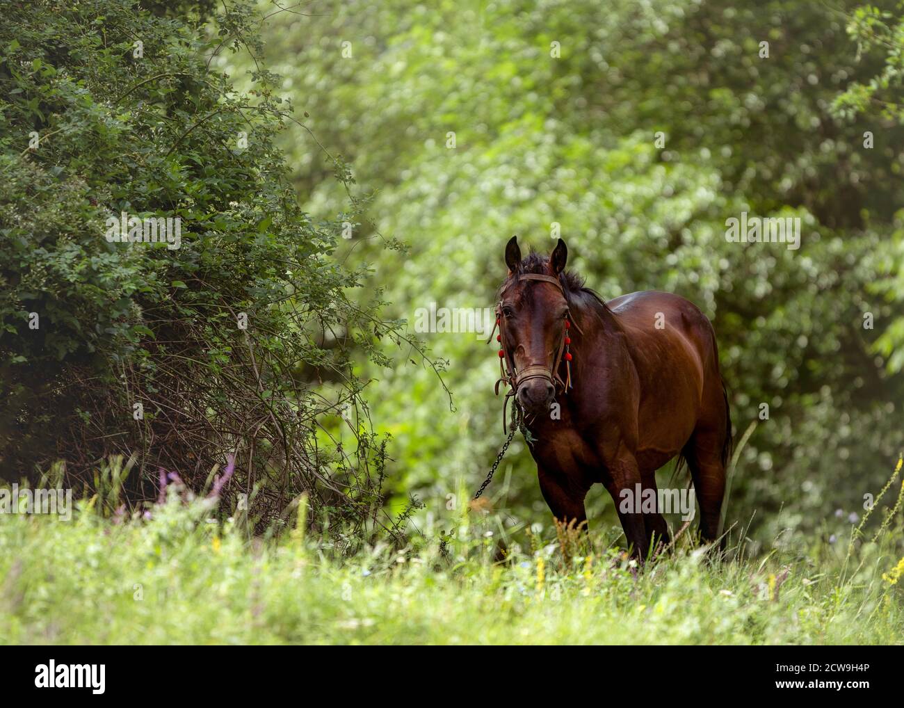 Beautiful brown horse on a meadow next to green trees and bushes Stock ...