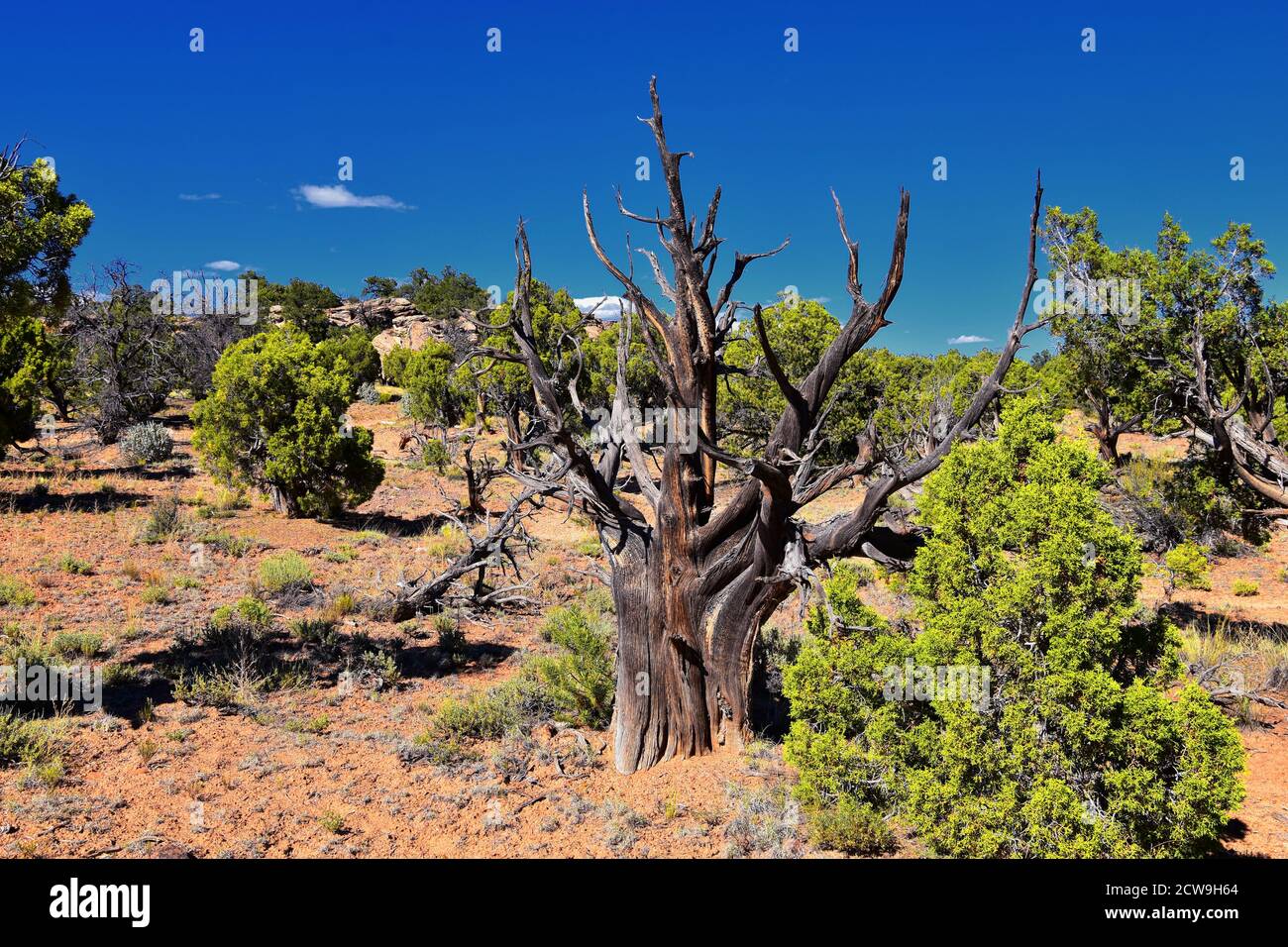 Escalante Petrified Forest State Park views from hiking trail of the ...