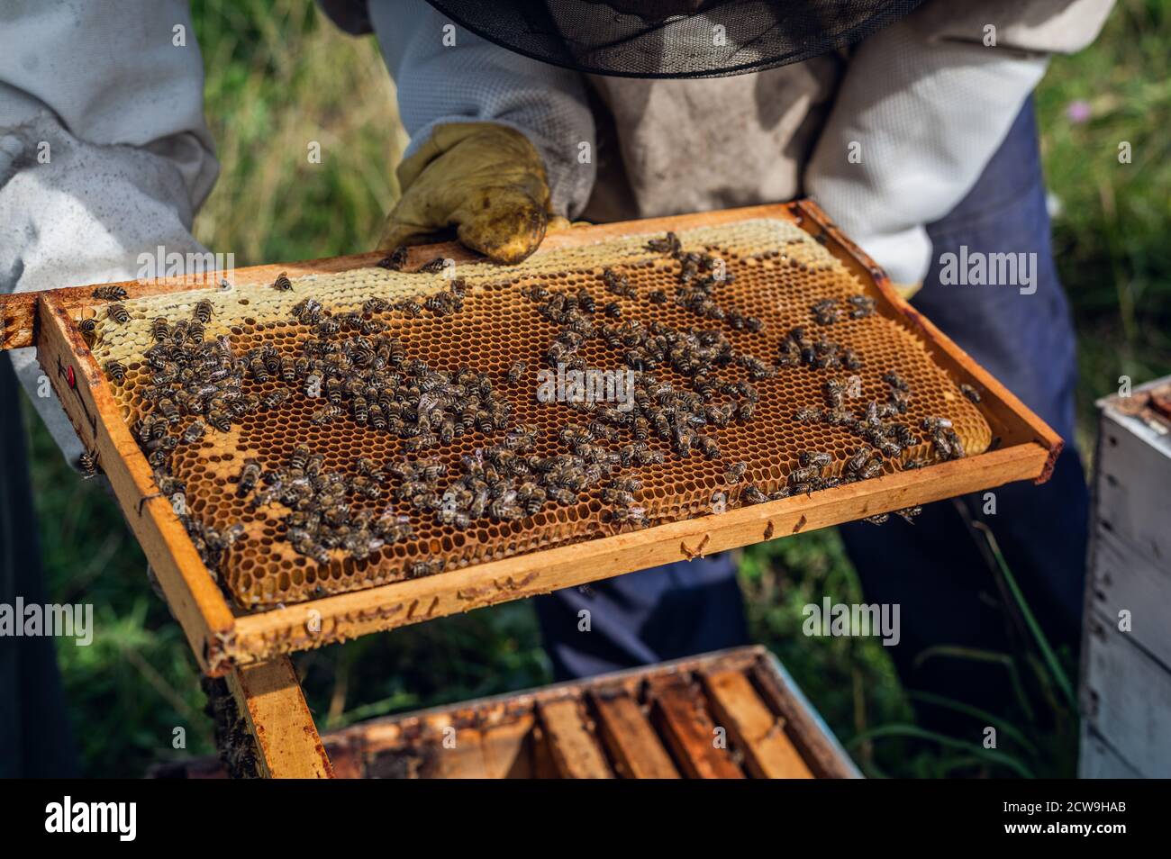 Close up view of the opened hive showing frames populated by honey bees ...
