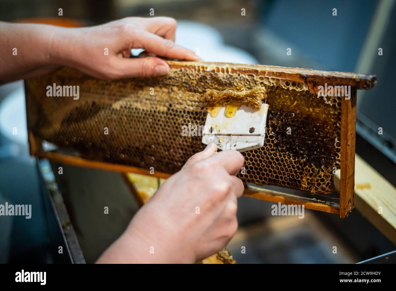 Beekeeper unseals honeycomb with a scraper to remove wax and subtract ...