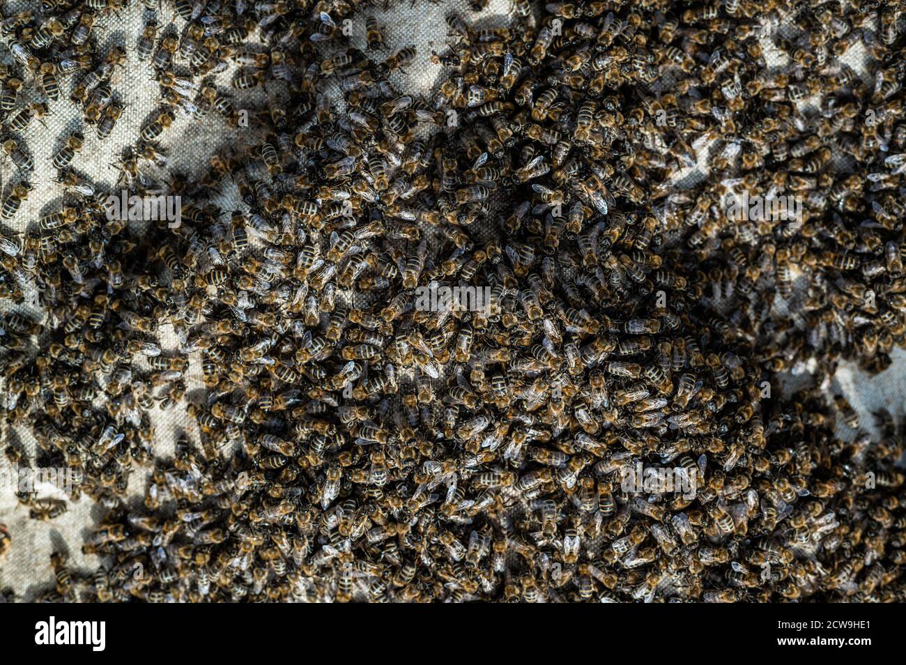 A swarm of bees crawling, macro shot. A colony of bees crawling on a ...