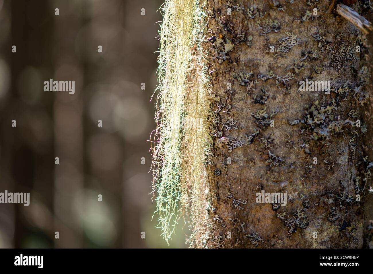 Lichen planus hi-res stock photography and images - Alamy