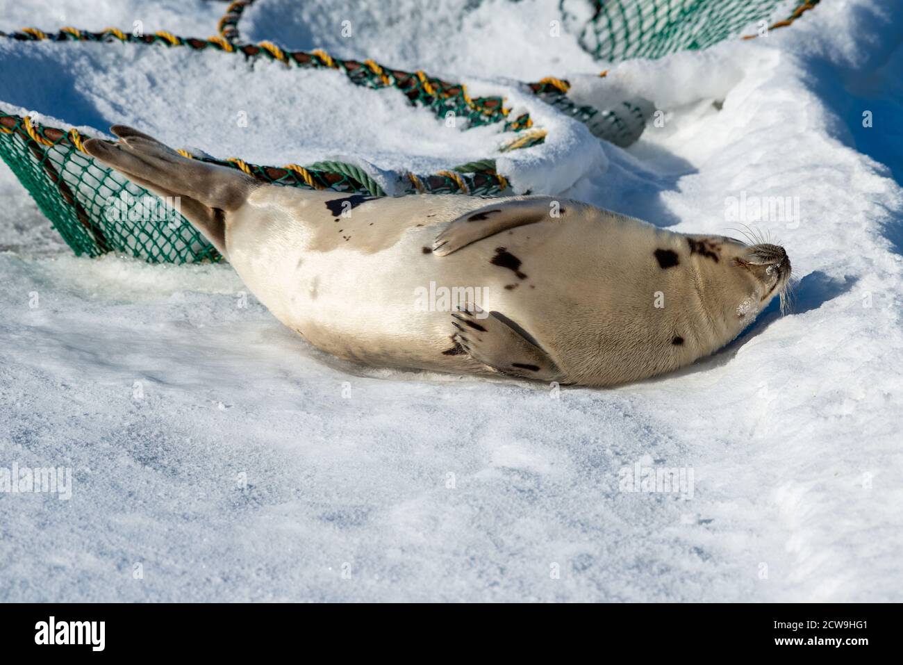 Harbor seal adult and pup in the ocean hi-res stock photography and ...