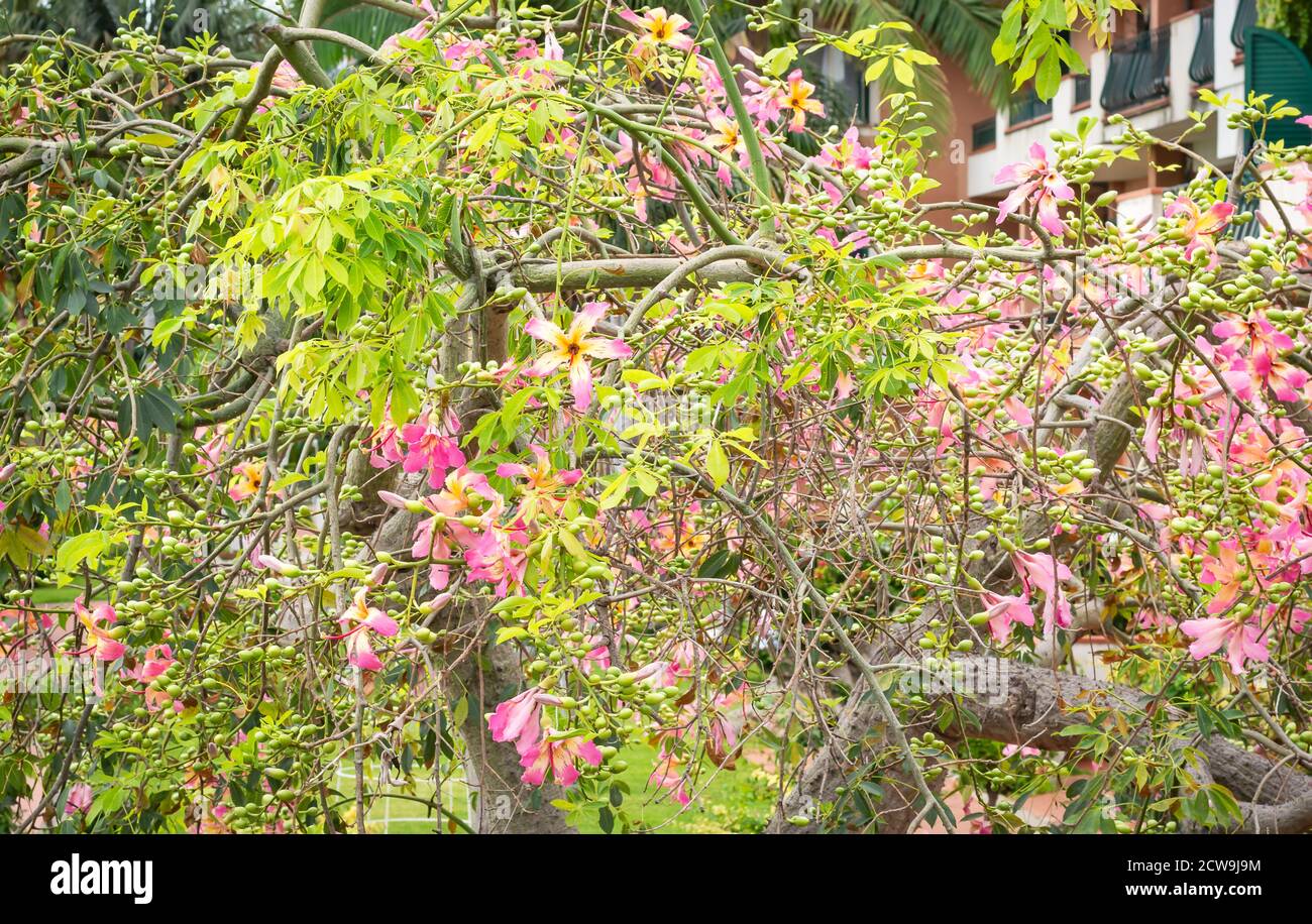 View of Silk floss tree flower in horizontal format Stock Photo - Alamy