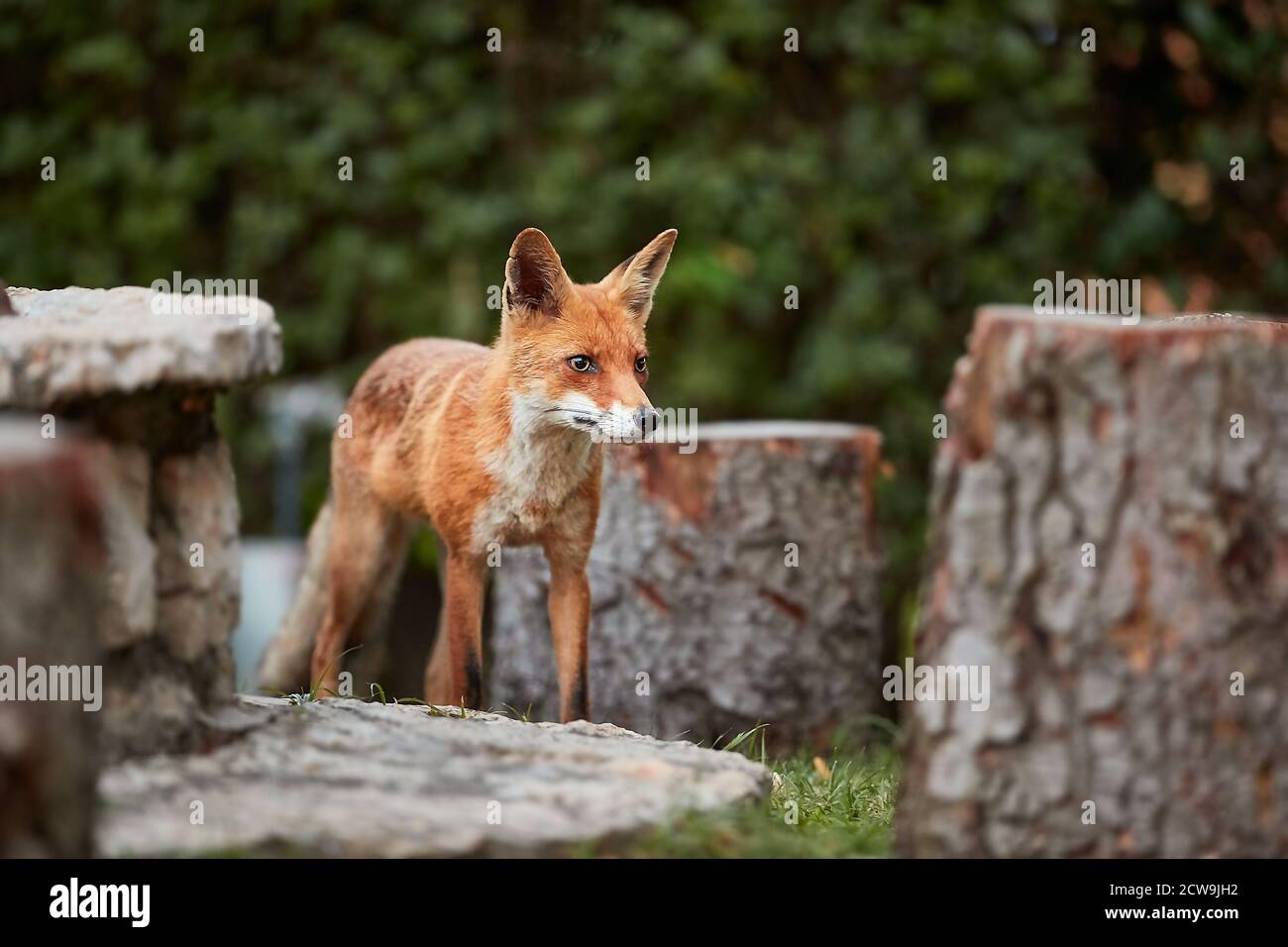 Red fox at night in garden hi-res stock photography and images - Alamy