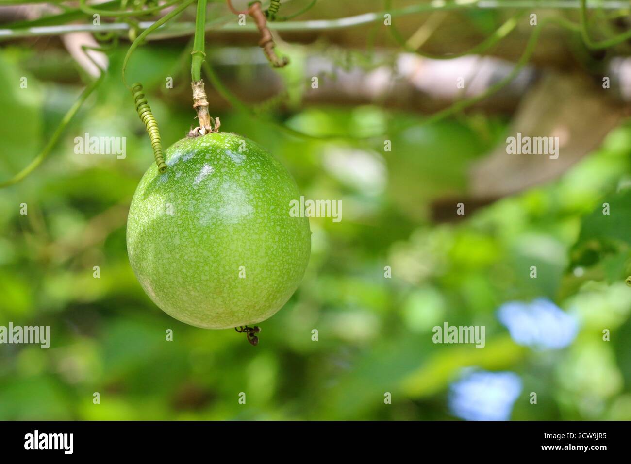 passion fruit farm , lots of raw and fresh passion fruit on the tree ...