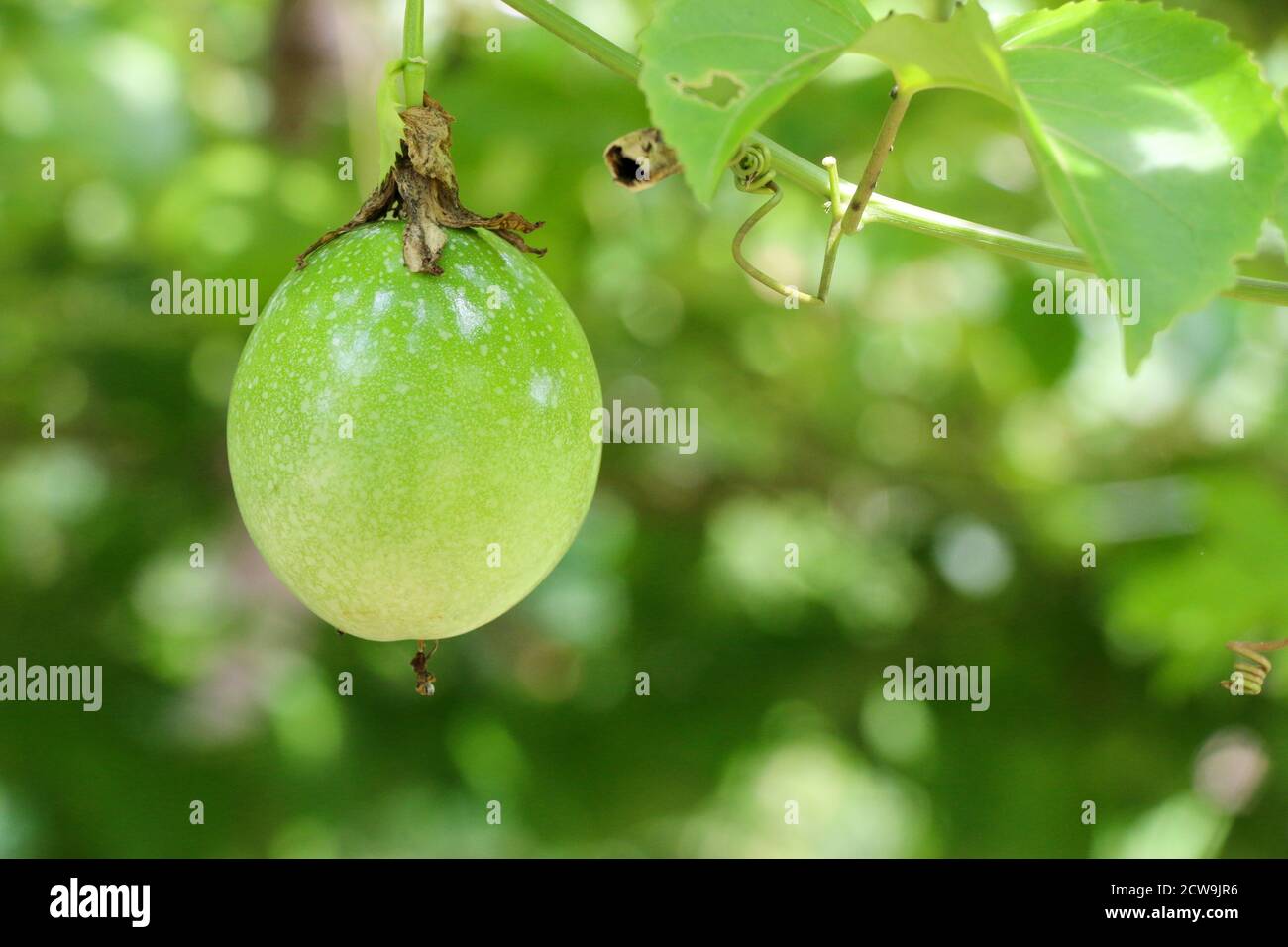 passion fruit farm , lots of raw and fresh passion fruit on the tree ...