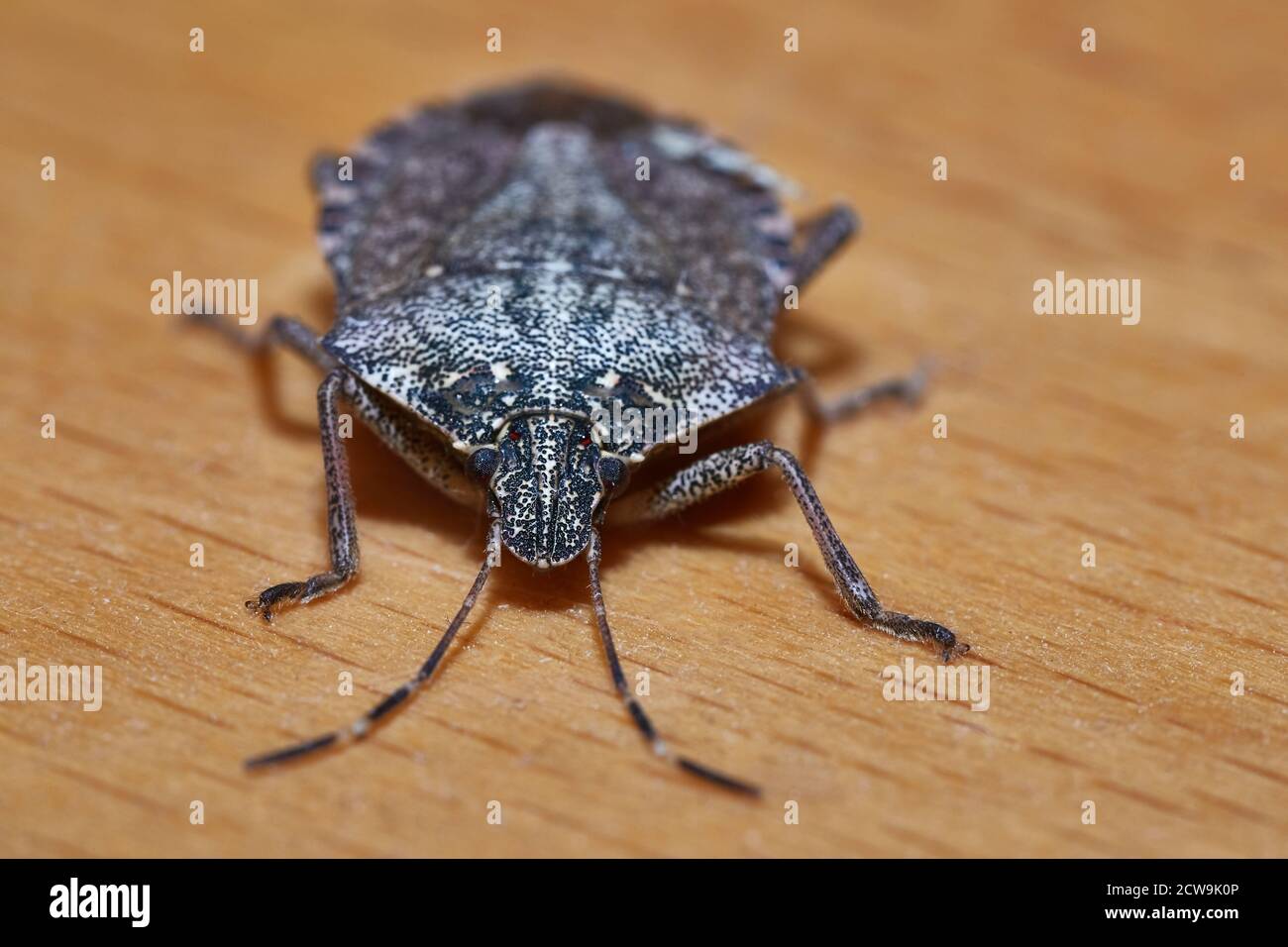 Stink bug closeup Stock Photo - Alamy