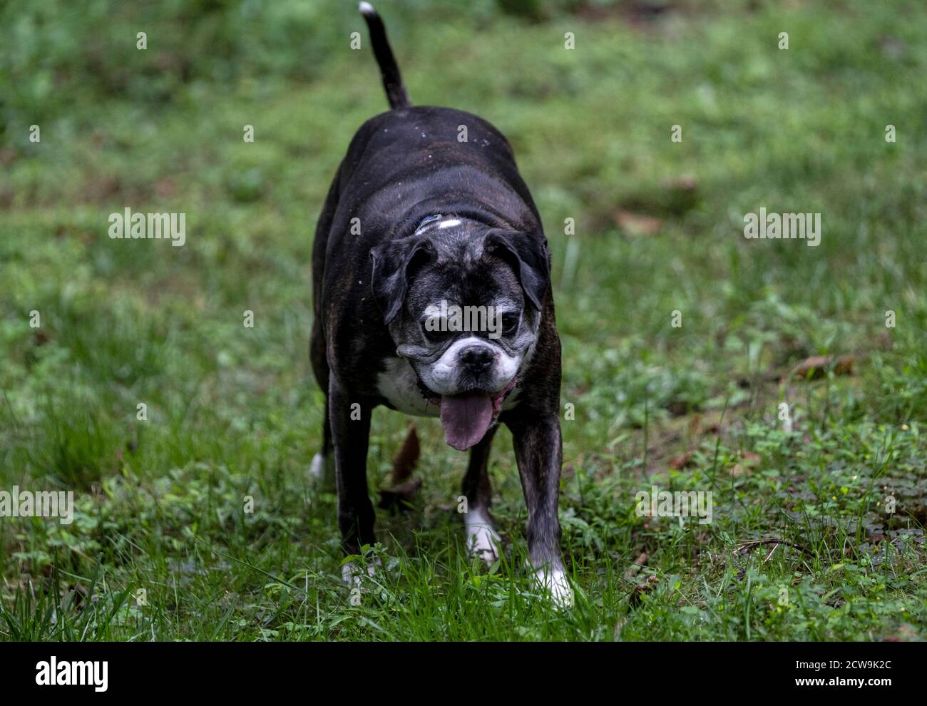 Old black boxer goes for a walk in the garden Stock Photo - Alamy
