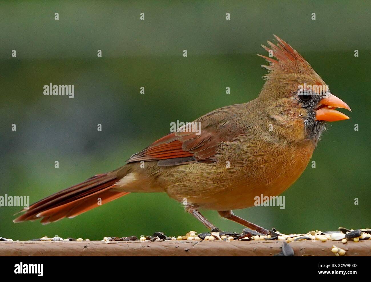Vivid red Northern Cardinal in profile Stock Photo - Alamy