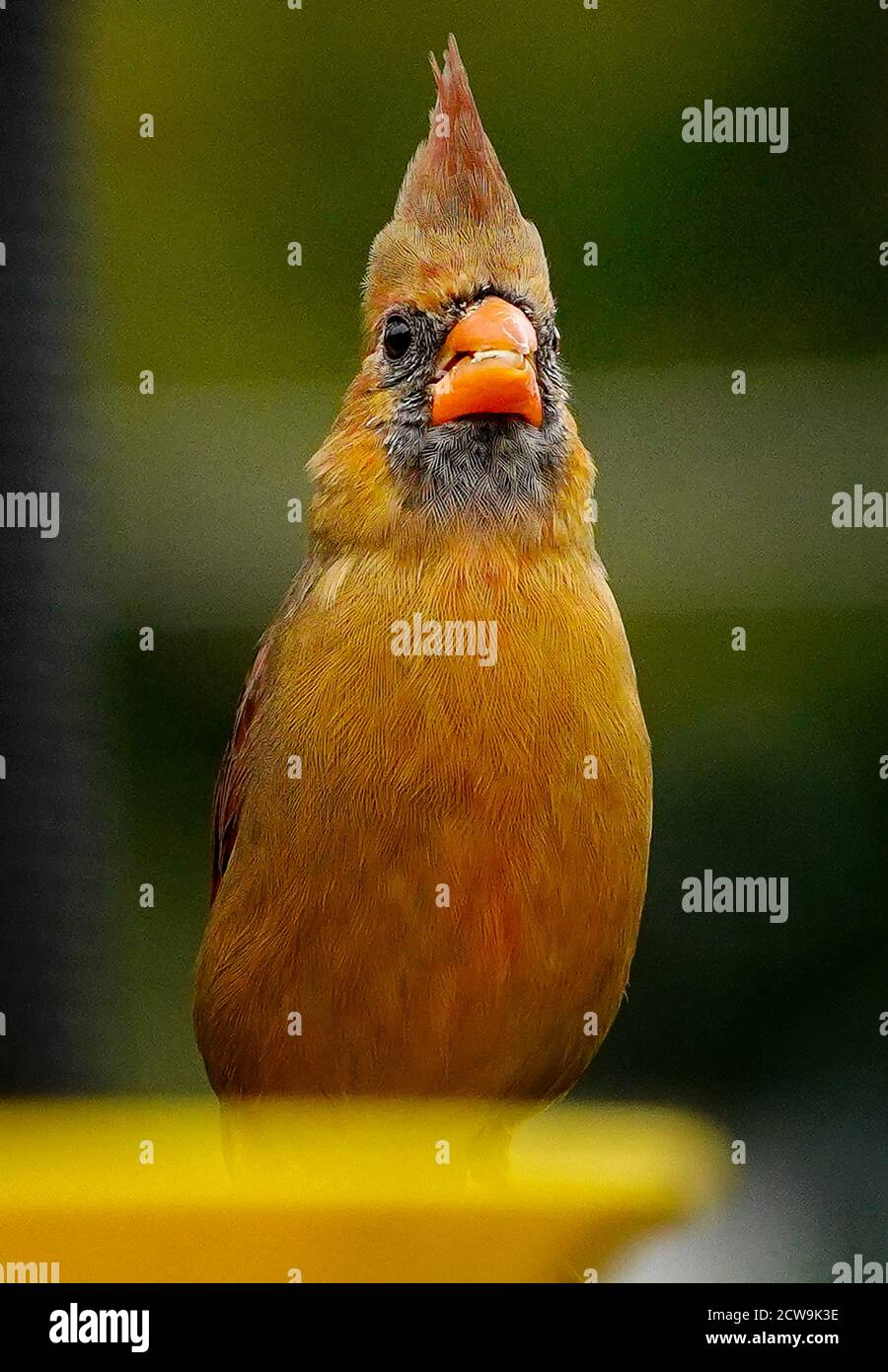 Vivid red Northern Cardinal close up Stock Photo - Alamy