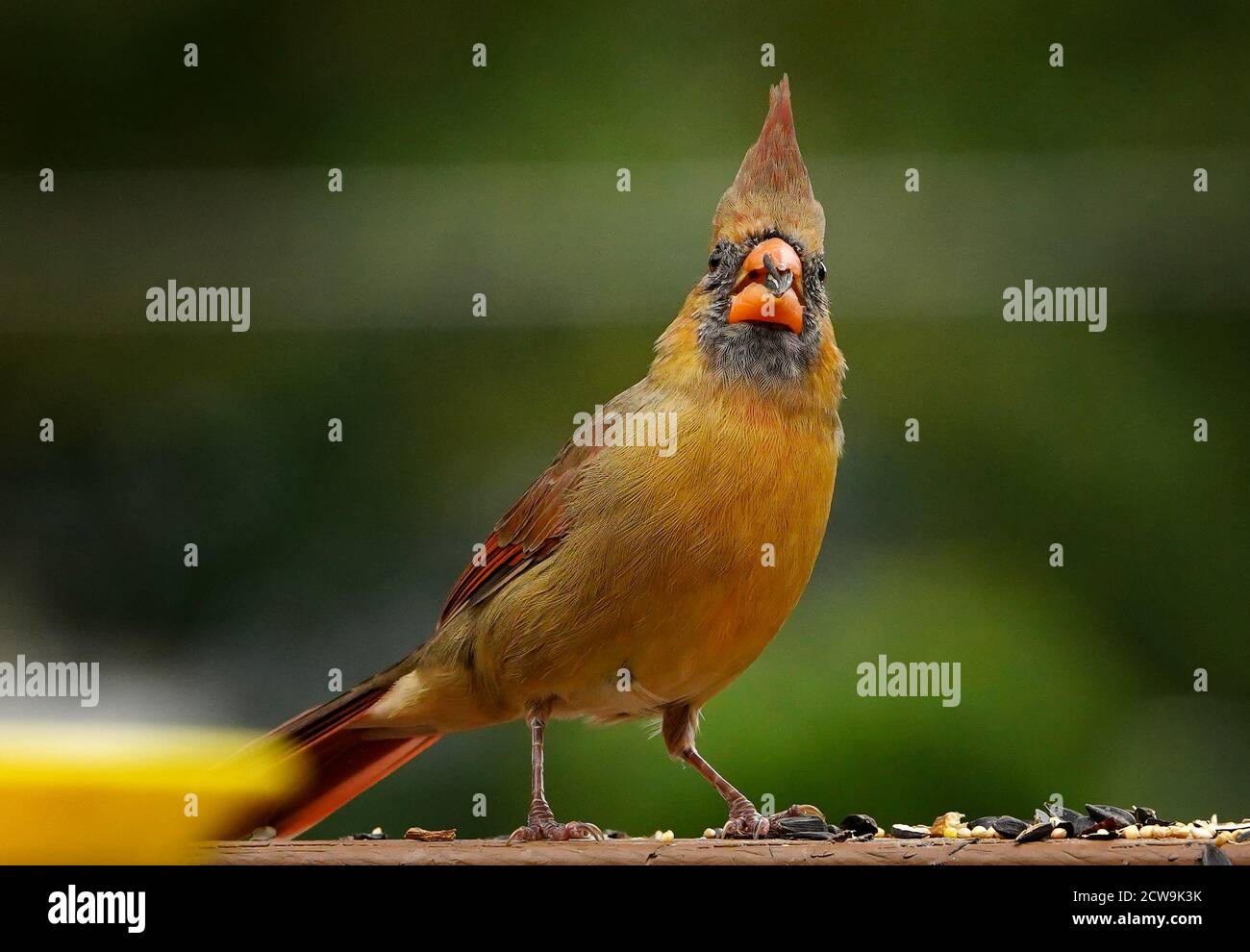 Vivid red Northern Cardinal poses on the deck Stock Photo - Alamy