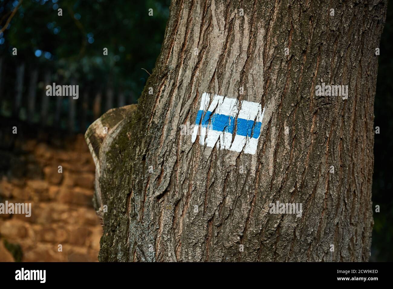 Deep forest hiking trail hi-res stock photography and images - Alamy