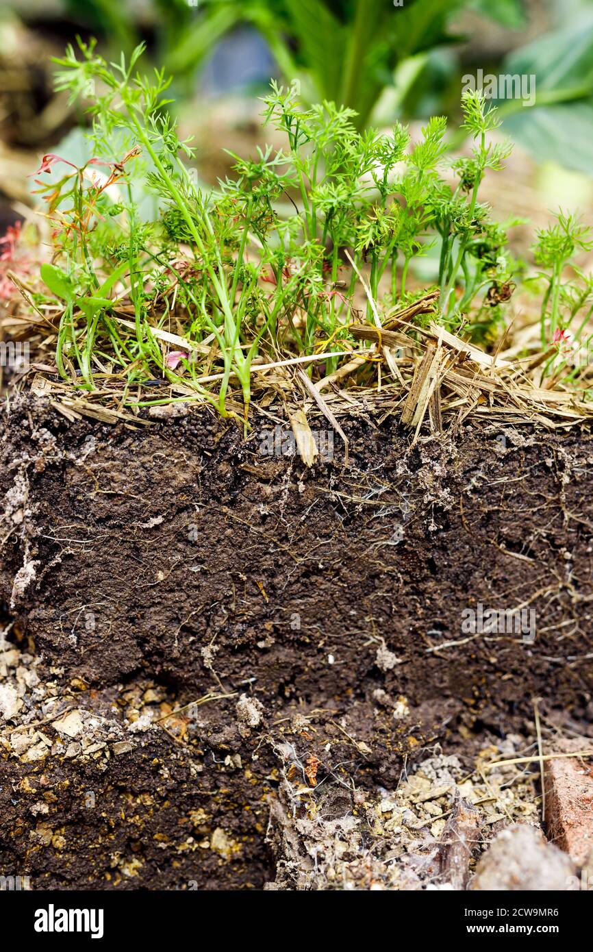 Backyard tree roots garden hi-res stock photography and images - Alamy
