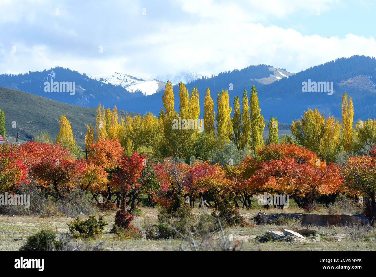 Red apricot trees with green and yellow vegetation due to autumn season ...