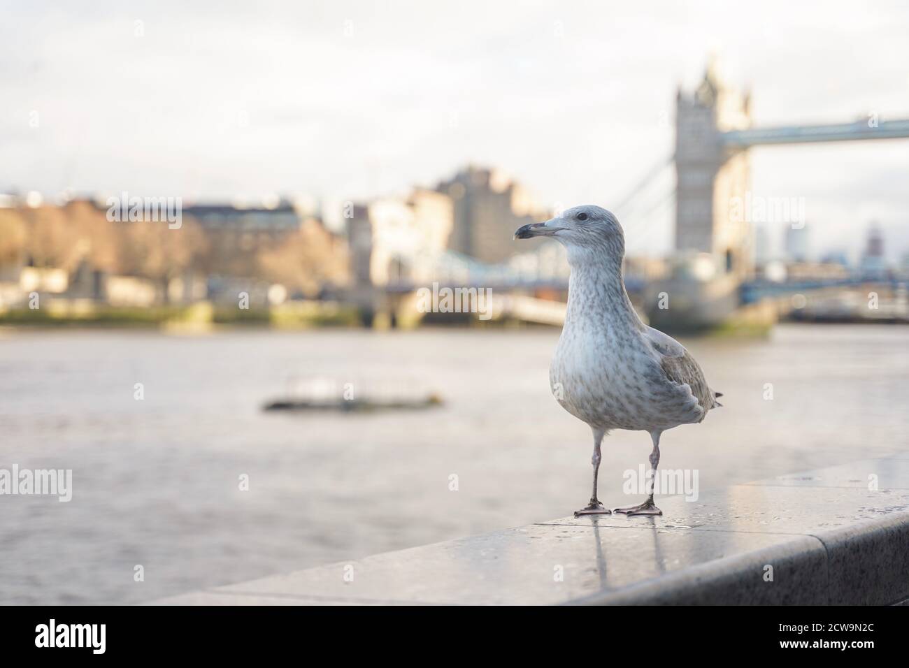 closed up shot of seagull at Tower Bridge London, on a cloudy day Stock ...