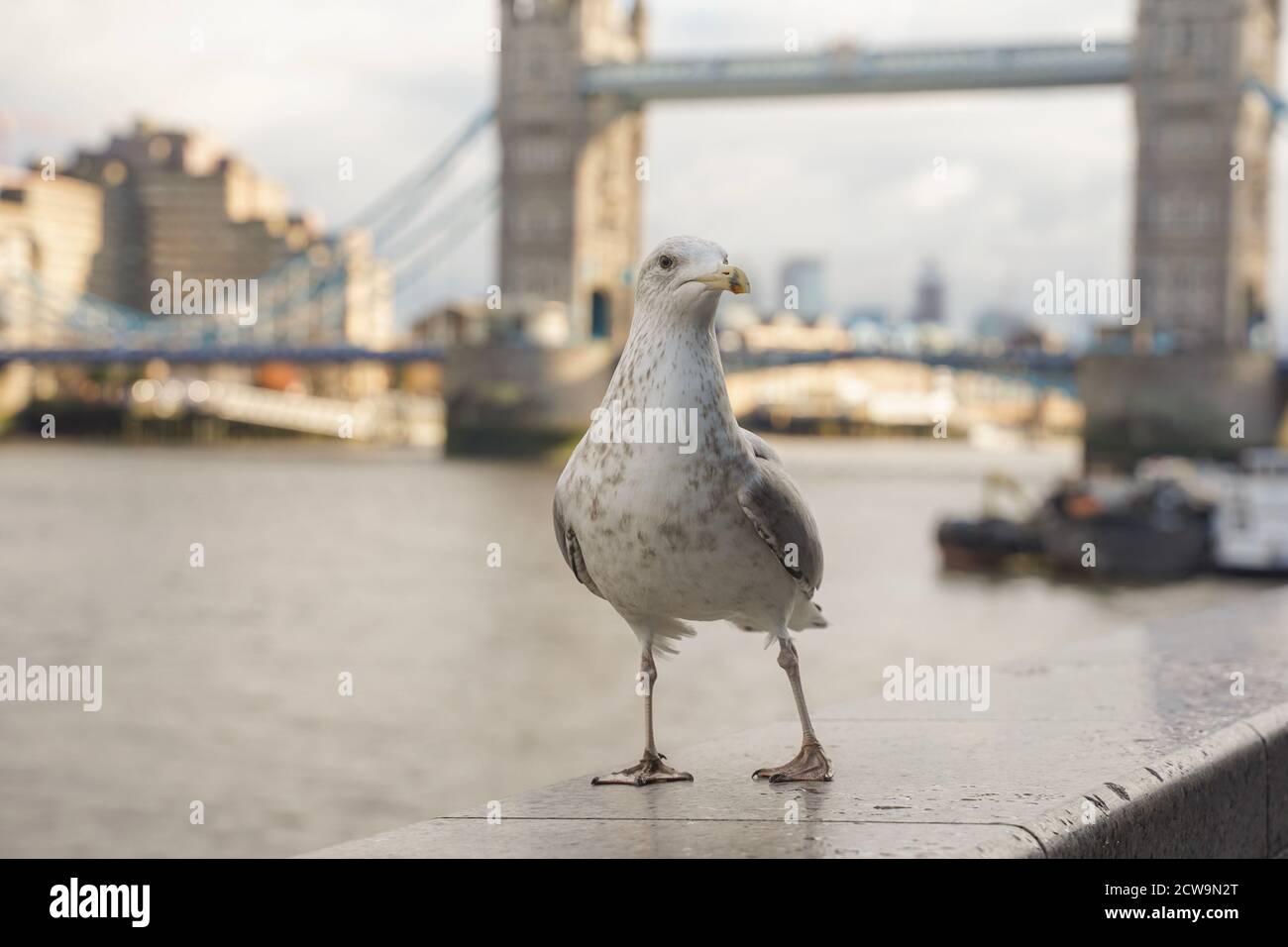 closed up shot of seagull at Tower Bridge London, on a cloudy day Stock ...