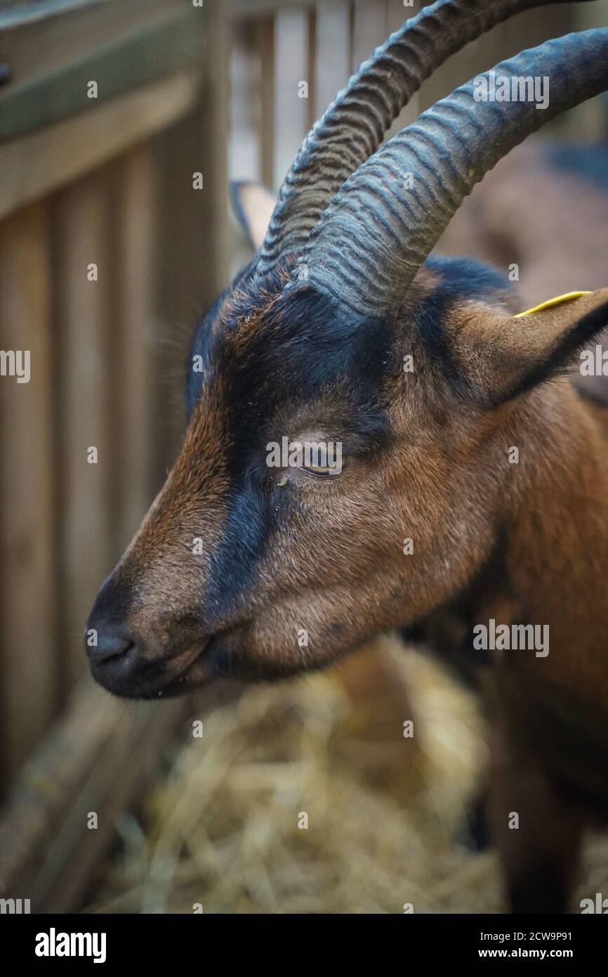 Beautiful shot goat in hi-res stock photography and images - Alamy