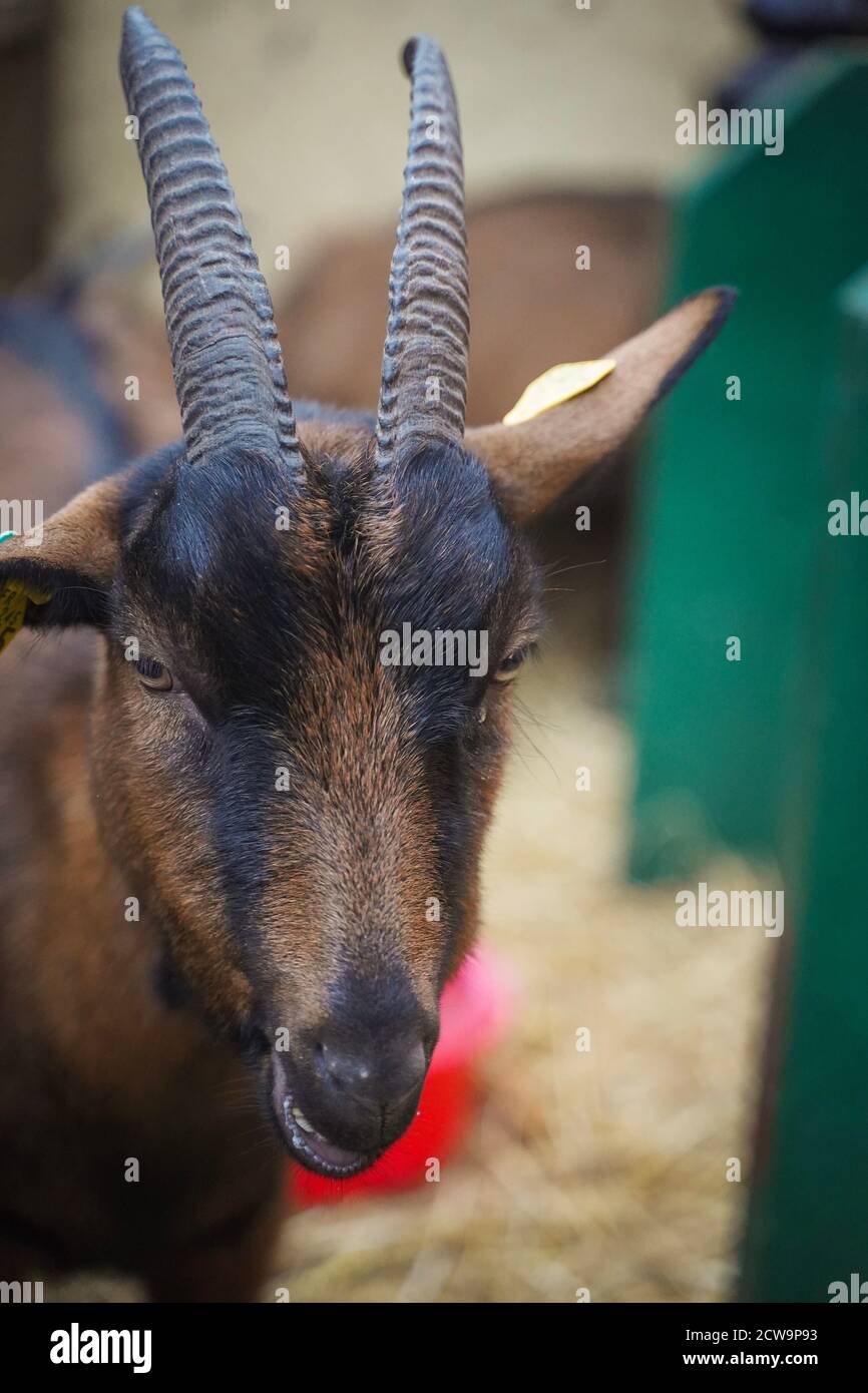 Beautiful goat in village hi-res stock photography and images - Alamy