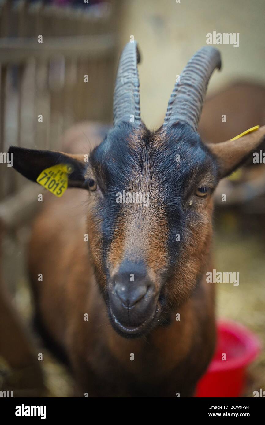 Closed up shot of brown goat at a farm Stock Photo - Alamy