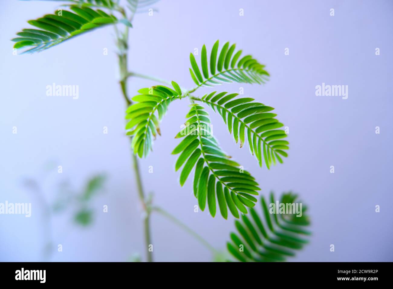 Mimosa invisa hi-res stock photography and images - Alamy