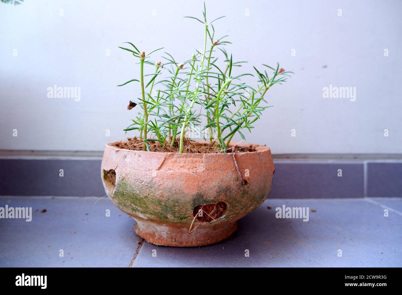 The madam flower woke up that didn't have flowers. Planted in a soil ...